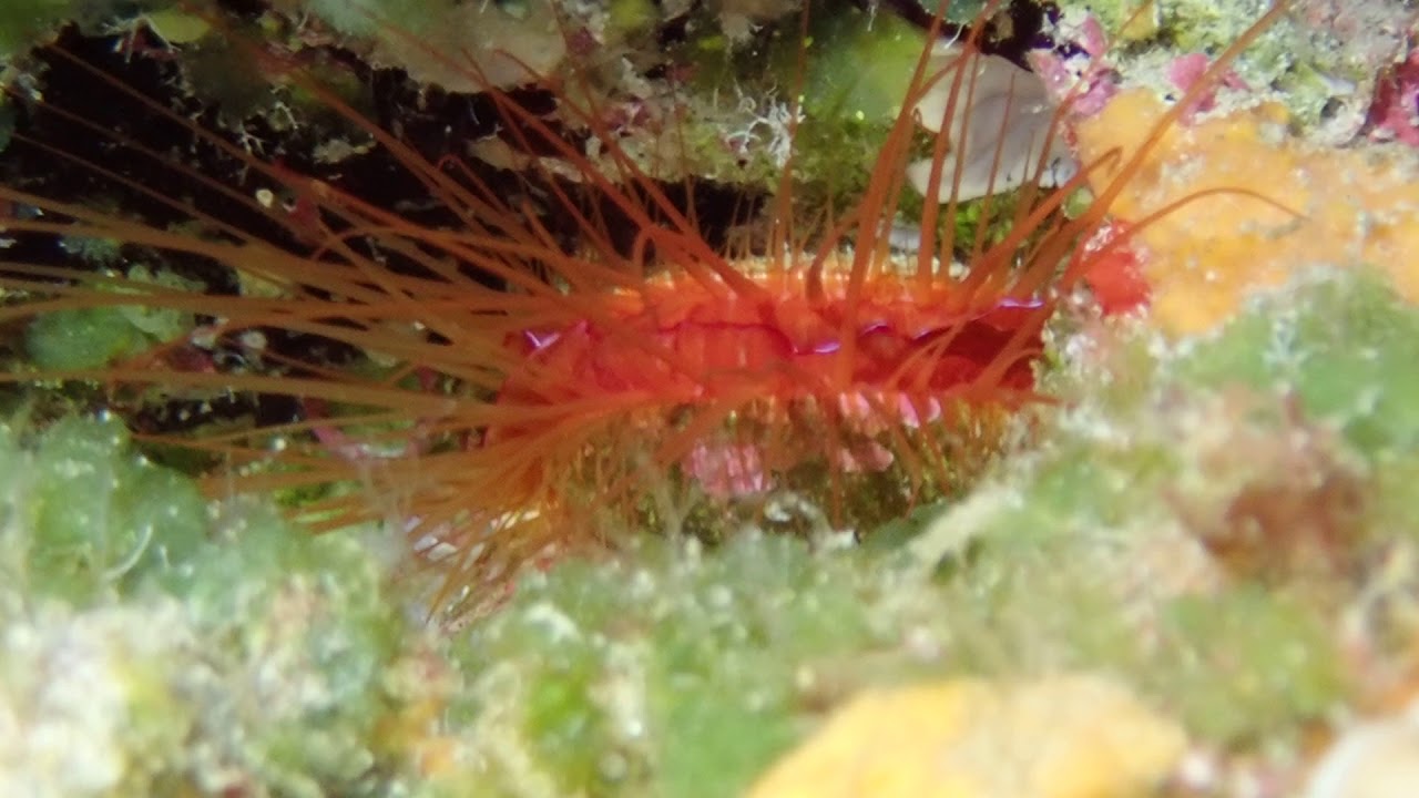 Fire Clam Electric - YouTube