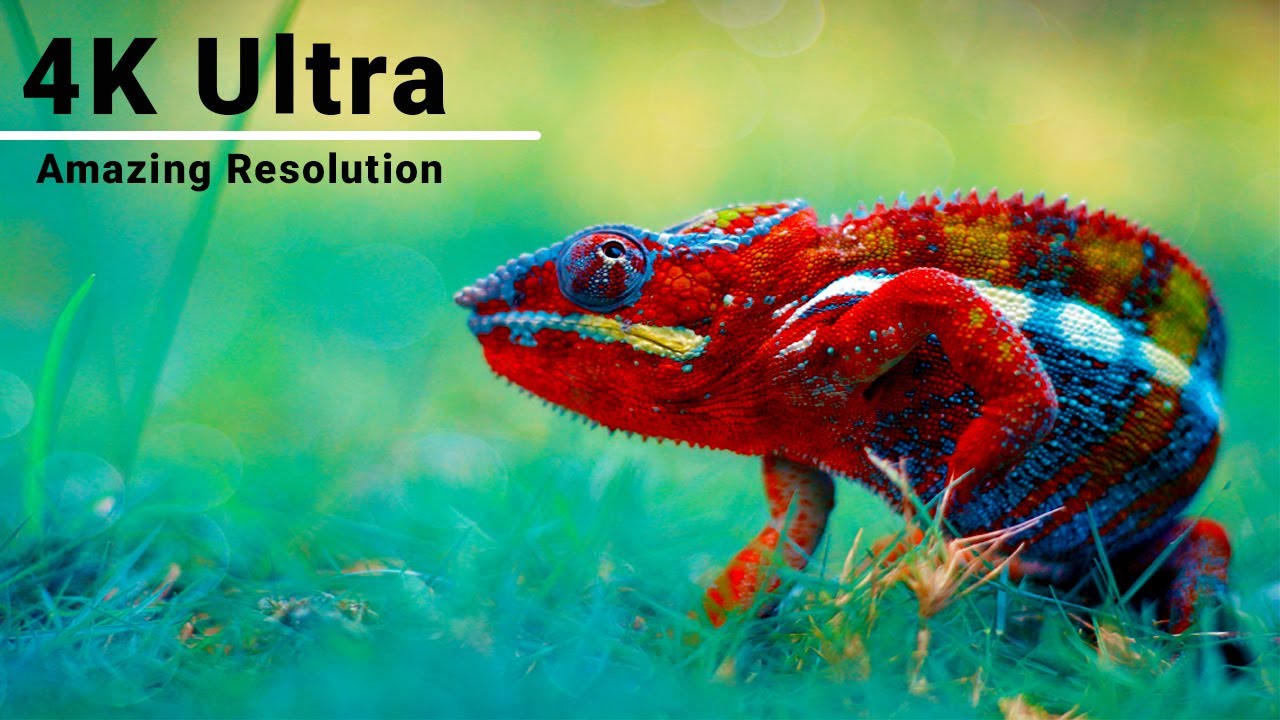 Chameleon 4K video | Chameleon Changing color | 4K Ultra HDR - YouTube