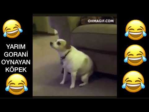 😂YARIM GORANİ OYNAYAN KÖPEK😂 MUŞ’LU KÖPEK 😂