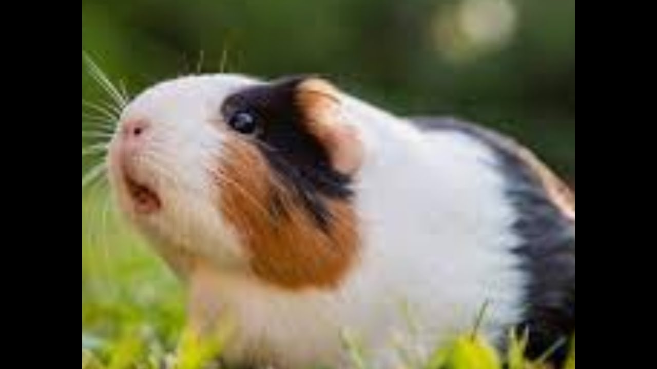 Guinea pig plays geometry dash!1!!1 most skilled guinea pig ever? - YouTube
