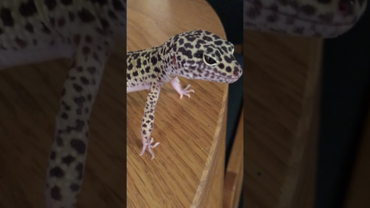 Angry To Relaxed Gecko - YouTube