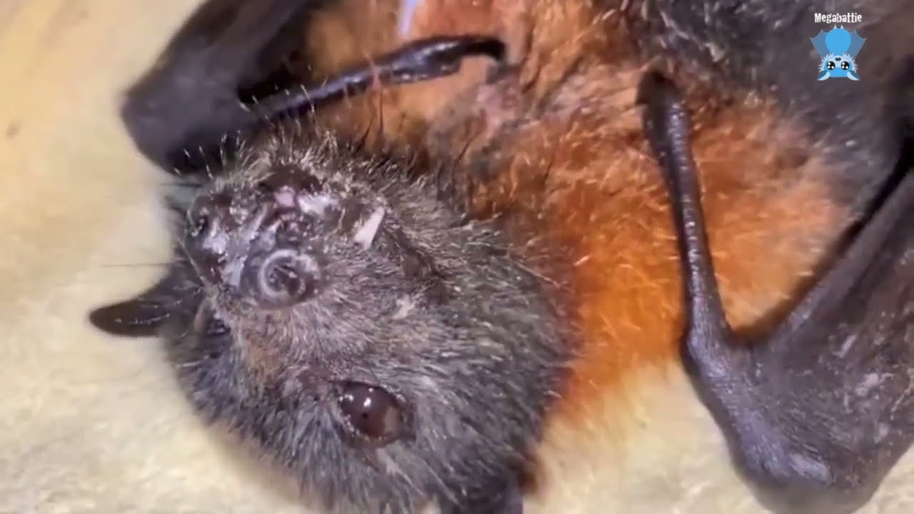 Paralysed flying-fox in care: this is Toomey - YouTube