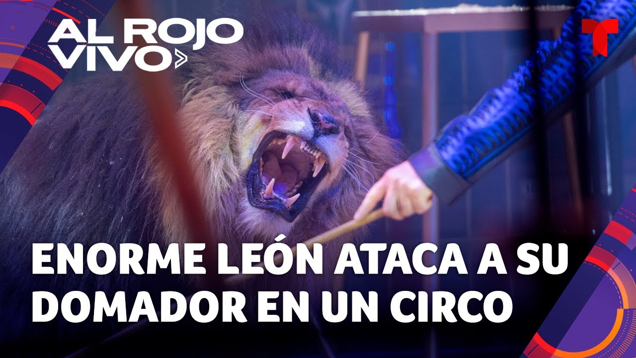 Enorme león ataca a su domador en pleno espectáculo circense de Sochi ...