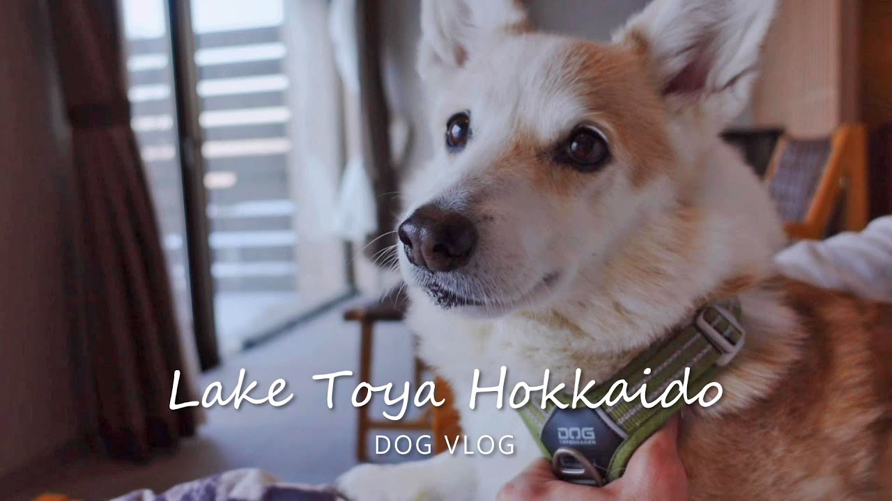 【Dog Vlog】コーギー × 洞爺湖 ｜ A trip to Lake Toya with Corgi | ZV-1 - YouTube