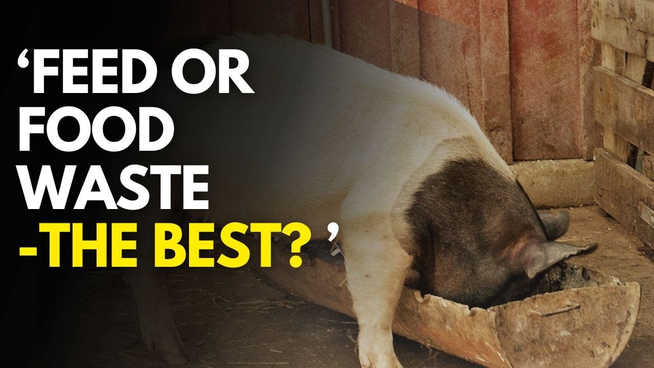 WHICH IS BETTER: Feeding Pigs with Food Waste OR Sow & Weaner? - YouTube
