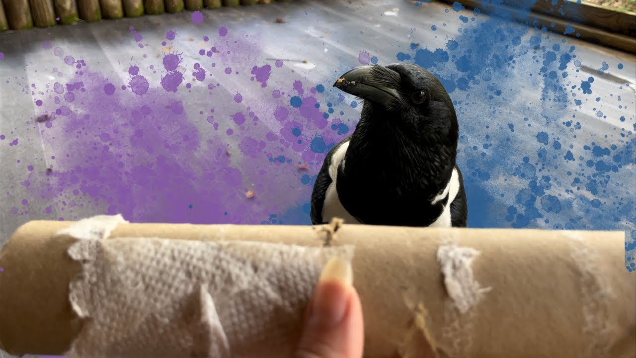 Simple DIY Puzzle Toy For Trixie The Crow! - YouTube