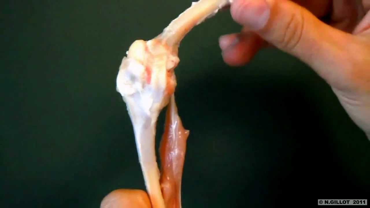 Articulation patte de poulet - YouTube