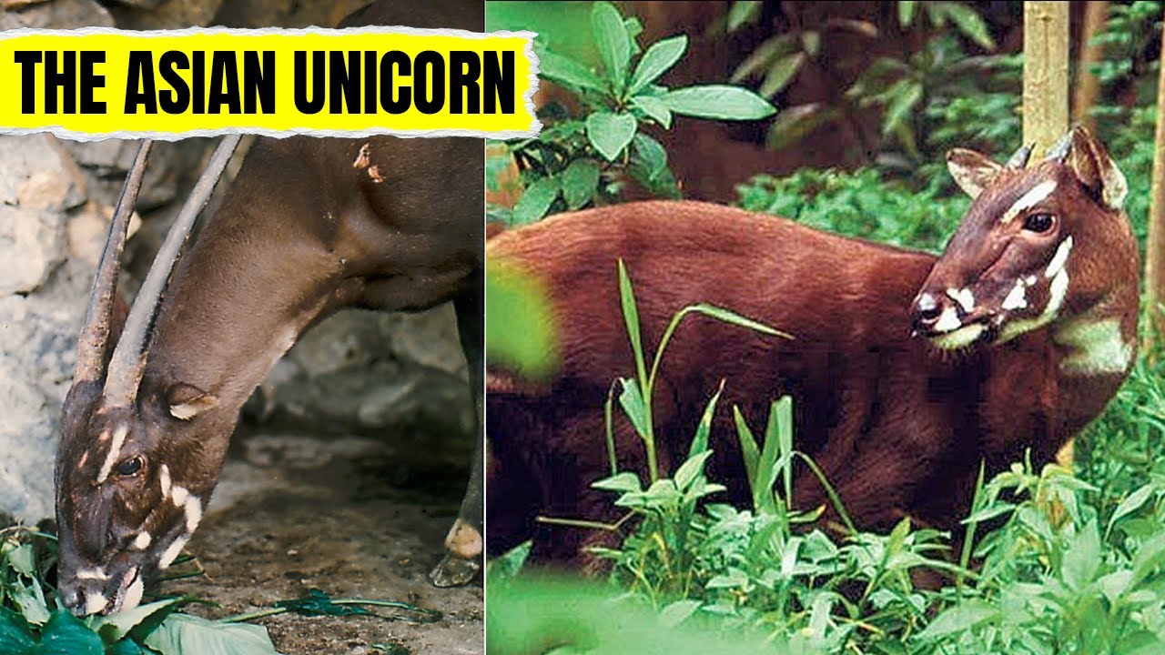 The Saola The “Asian Unicorn” So Rare It Was Seen Only Twice in the ...