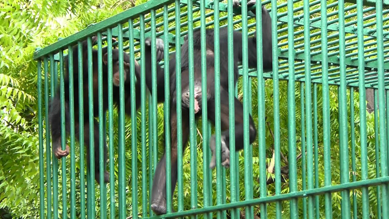 Chimpanzee- Edgar Sydney intro, Edgar is still apprehensive, Dakar Zoo ...