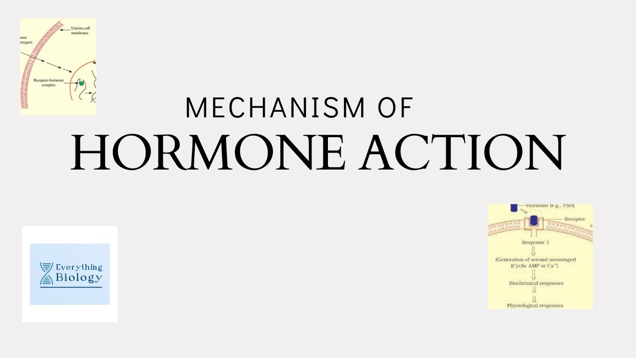 MECHANISM OF HORMONE ACTION | peptide hormone action | steroid hormone ...