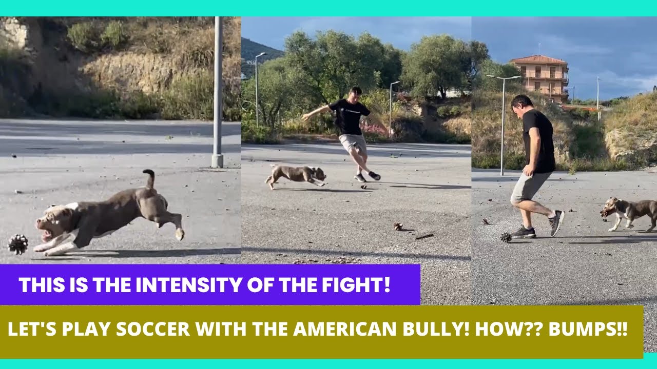 Let's play football with the American Bully!! Look what?? Bumps!! - YouTube