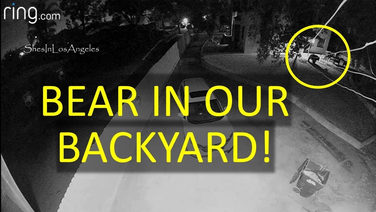 Bear In Our Backyard! - Ring Camera Capture Series 10-11-2019 - YouTube