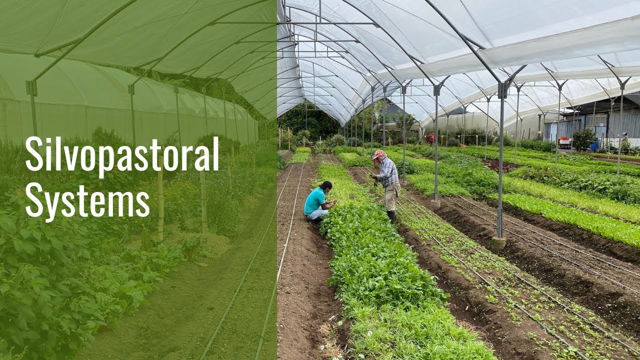 Silvopastoral Systems - How to Best Integrate Trees, Forage, and ...