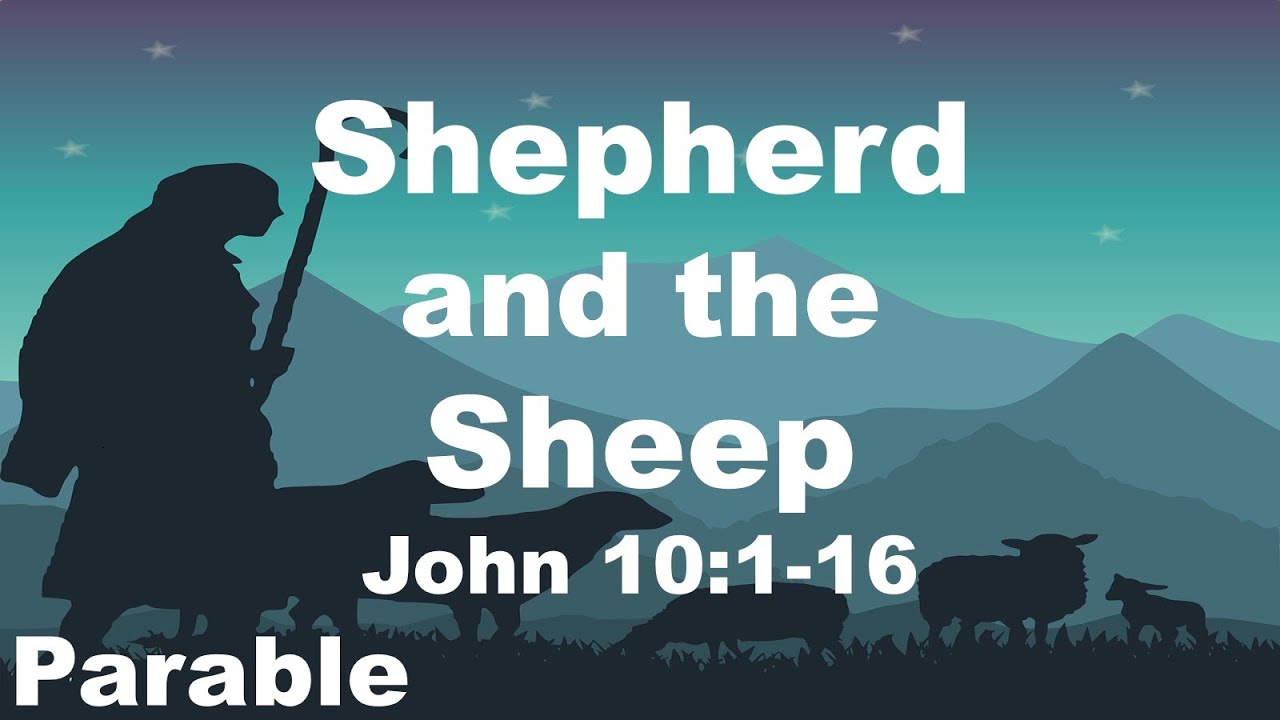 The Hidden Meaning Of Shepherd And Sheep - Discover Why Sheep Know His ...