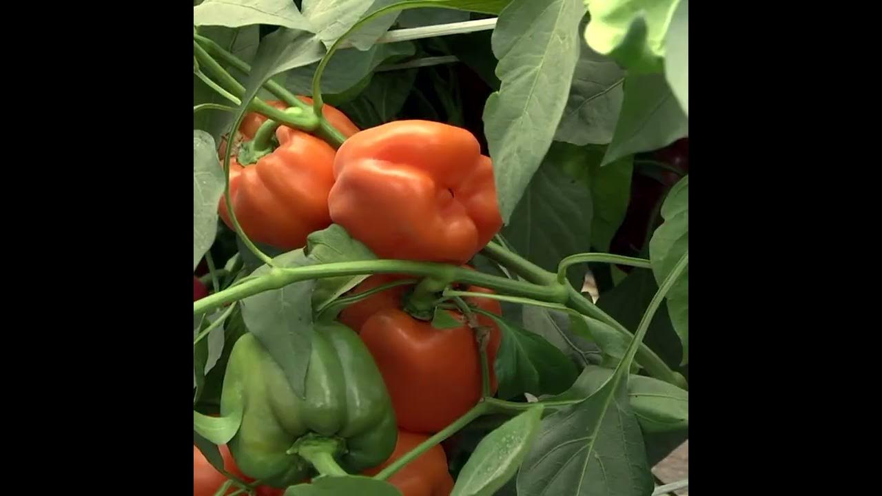 Перец Янтарный бык - YouTube