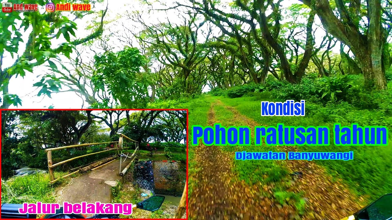 Hutan pohon trembesi ratusan tahun - djawatan benculuk banyuwangi 2021 ...
