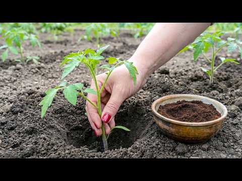 Domatesleri Dikmeden Önce… Bunu Çukura Koyun! Eski Bahçe Hilesi