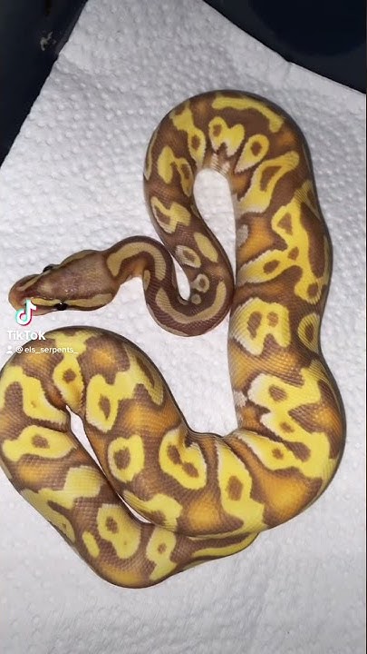 BEAUTIFUL BABY BANANA BALL PYTHON! - YouTube