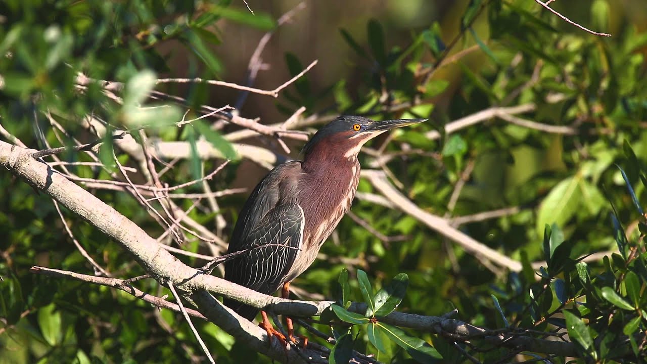 Green Heron Calling - YouTube