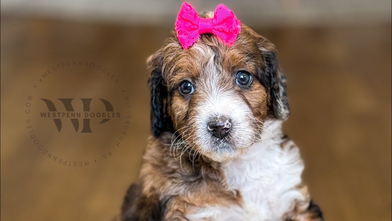 Lucy - Aussie Mountain Doodle - YouTube