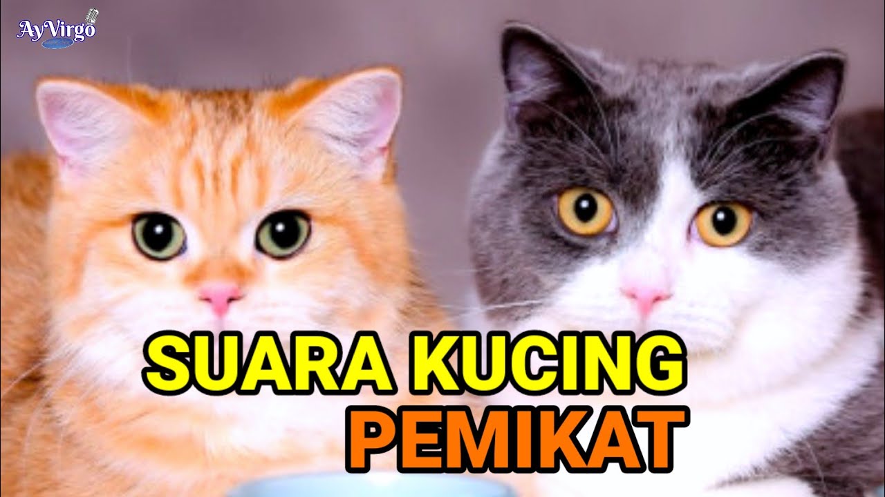 SUARA KUCING PEMIKAT - AUTO KUCING PADA DATANG #cat #kucing # ...