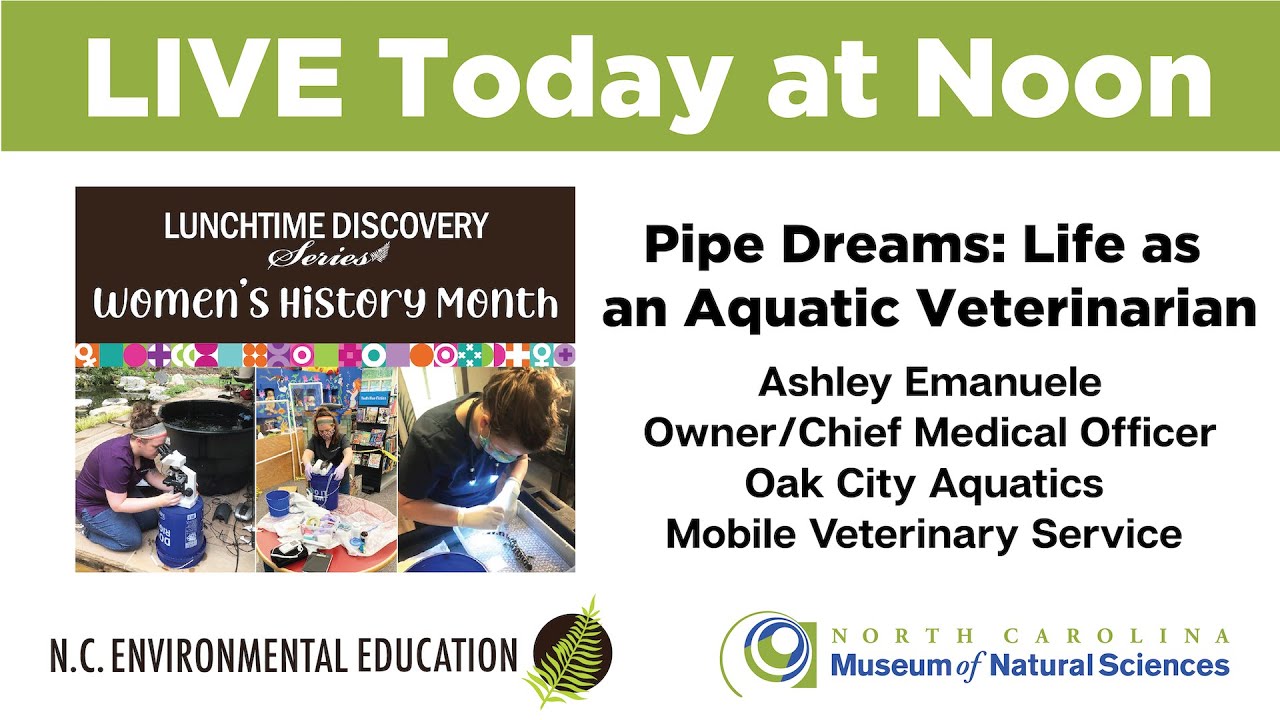 Lunchtime Discovery: Pipe Dreams: Life as an Aquatic Veterinarian - YouTube