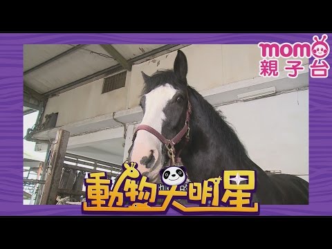 動物大明星 S1【馬】第1季 第10集｜認識動物｜自然生態｜魚類｜爬蟲類｜昆蟲｜海洋生物｜哺乳類｜Animal big star｜兒童電視節目【親子台｜官方HD完整版】momokids