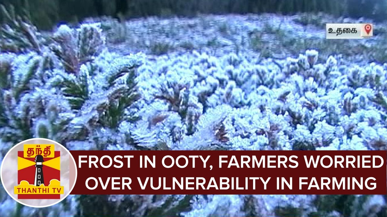 Heavy frost in Ooty, Farmers worried over vulnerability in farming ...