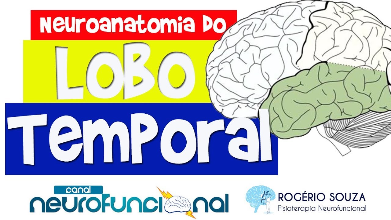 LOBO TEMPORAL (Neuroanatomia Funcional do Córtex / Telencéfalo) - Aula ...