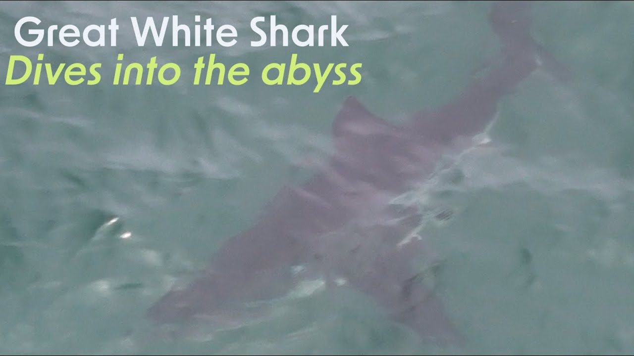 Great White Shark Dives Into The Abyss - YouTube