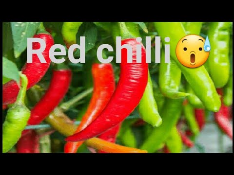 Red chilli#how to made roasted red chilli - YouTube