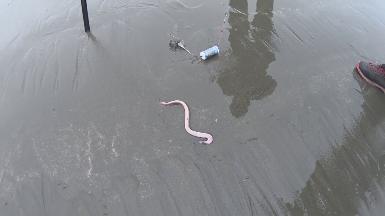 Pescando Anguila de mar - YouTube