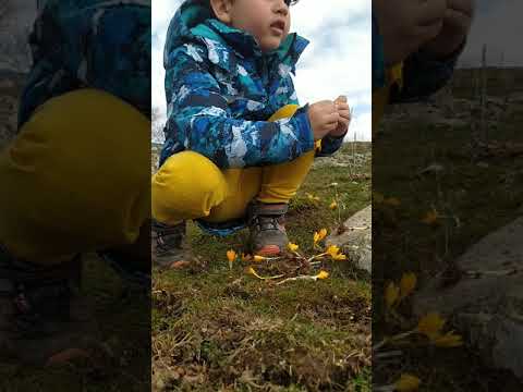 çiğdem toplamaya gittik koye