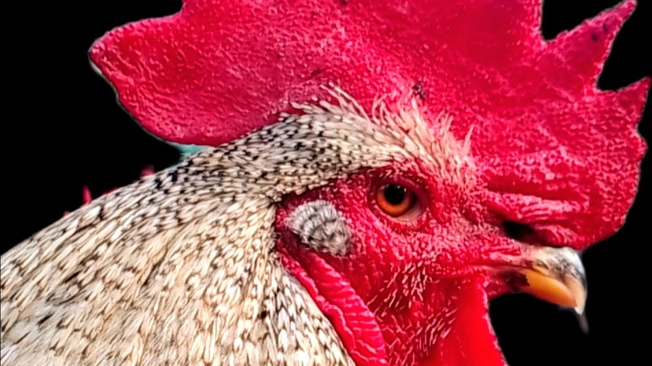 GALLO CANTANDO #feedshorts #gallos #granja #pollo - YouTube