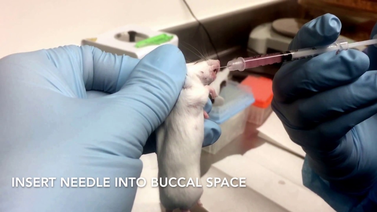 Intra Mucosal Buccal Injection in Mice - YouTube