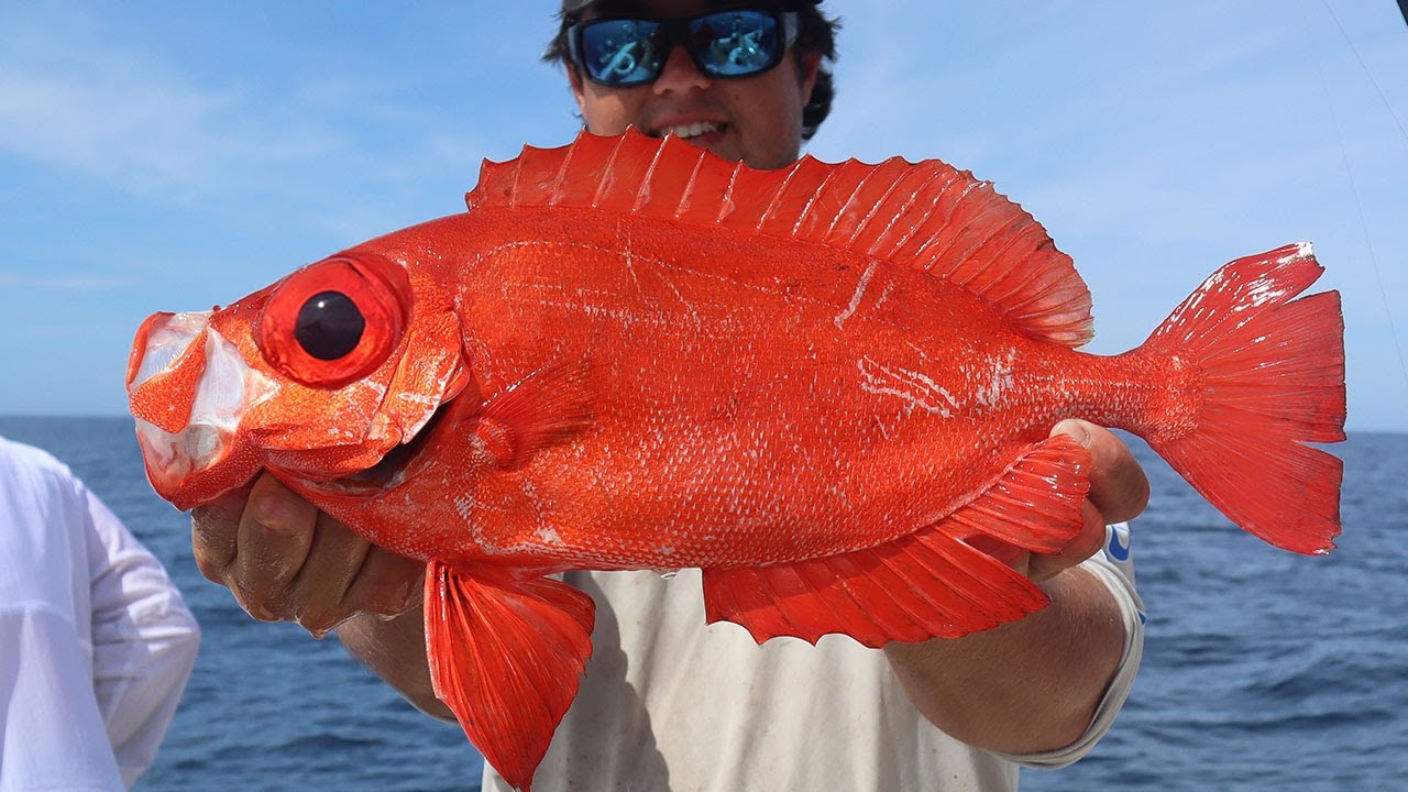 Toro Snapper Fish
