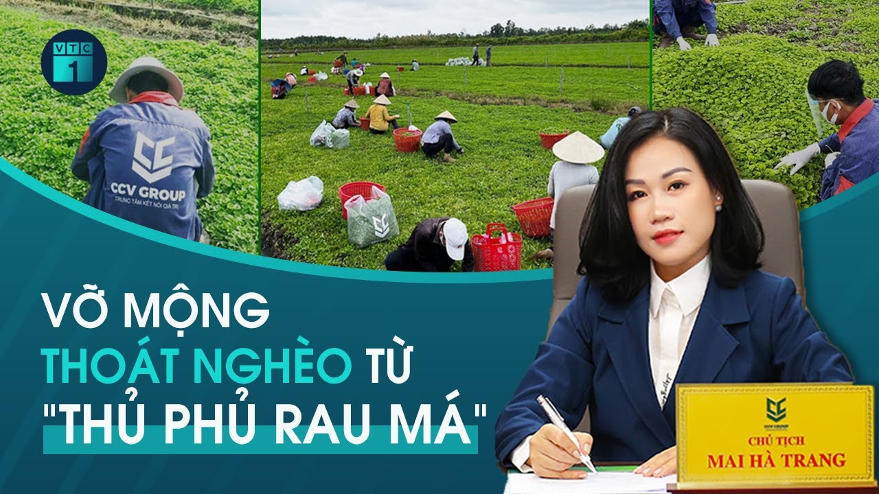 Vỡ mộng thoát nghèo từ “thủ phủ rau má” của CCV Group: Nông dân bị nợ ...