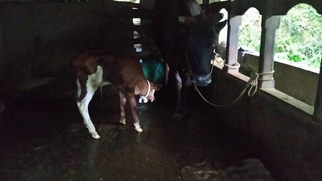 Placenta of a cow - YouTube