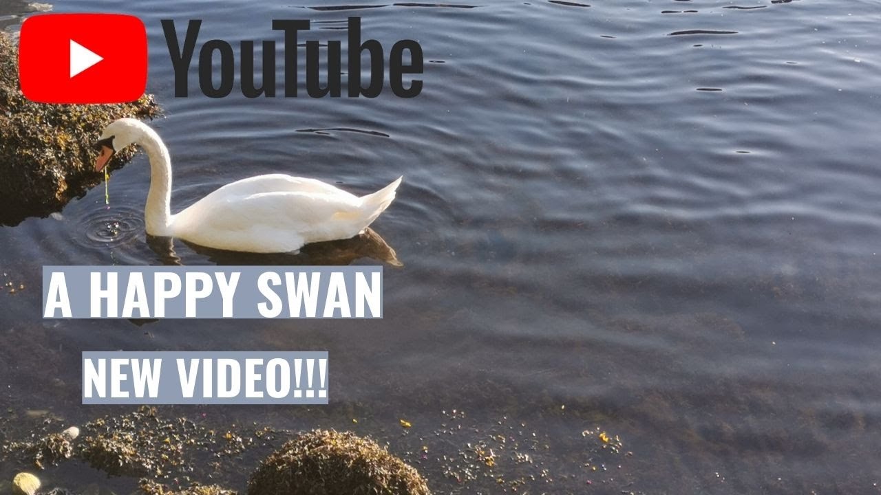 NATURE AT ITS BEST- A HAPPY SWAN AND CURIOUS AT THE ESTUARY - YouTube