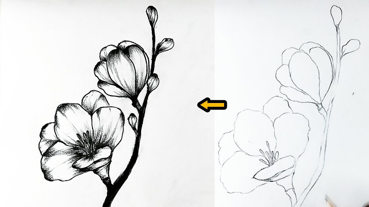 how to pencil drawing || flowers pencil drawing || step by step draw ...