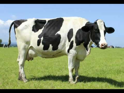 Sonido de Vaca - Sonidos