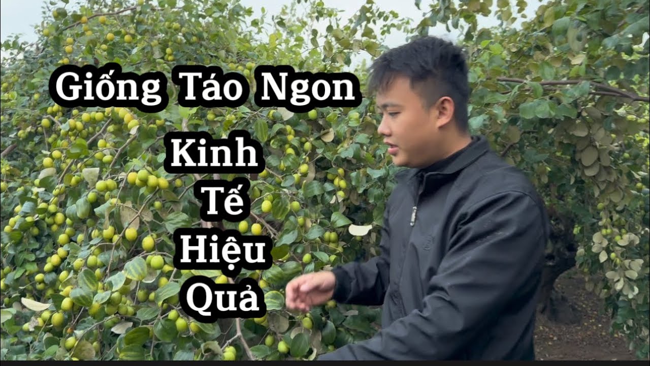 Mới !!! Những Giống Táo Ngon Hiệu Quả Kinh Tế - Táo Đại Mật, Táo Đài ...