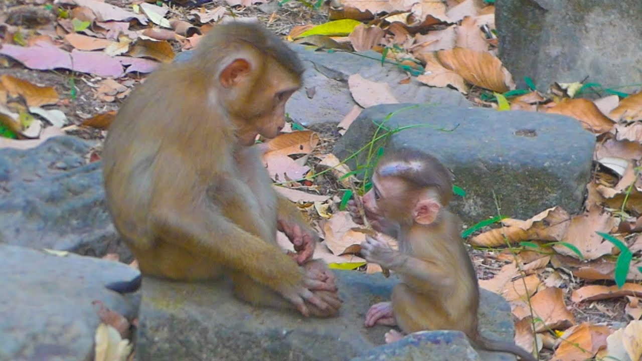 Good JOB💗💞 Monkey Leo helps his mama Libby to look after Lily but what ...