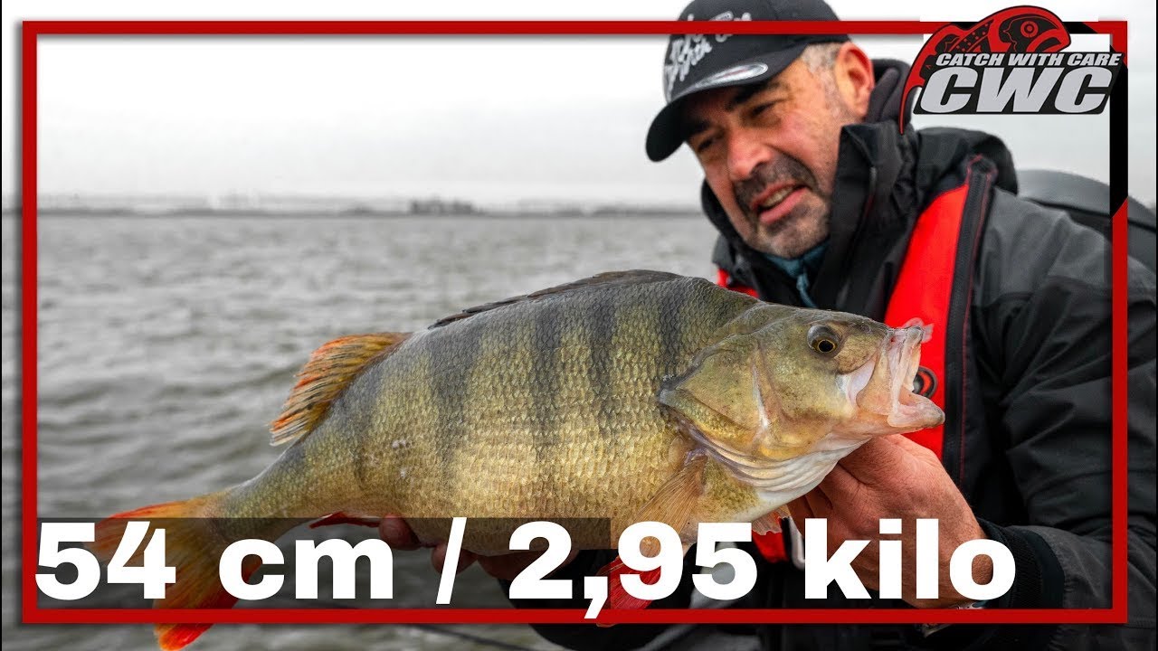 🔥54 cm & 2,95 kilo Perch 🔥 the full movie next week Monday at CATH WITH ...