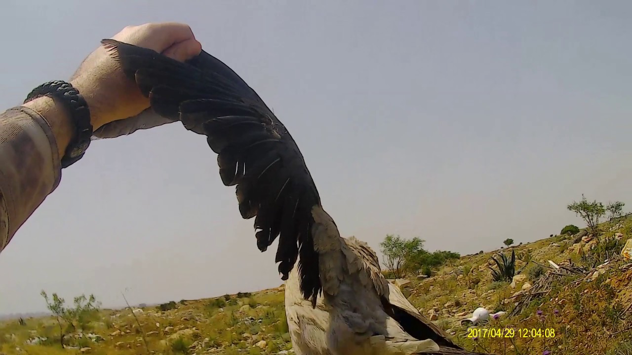 Karga Avı - Crow Hunting (Cyprus-2017-2) - YouTube