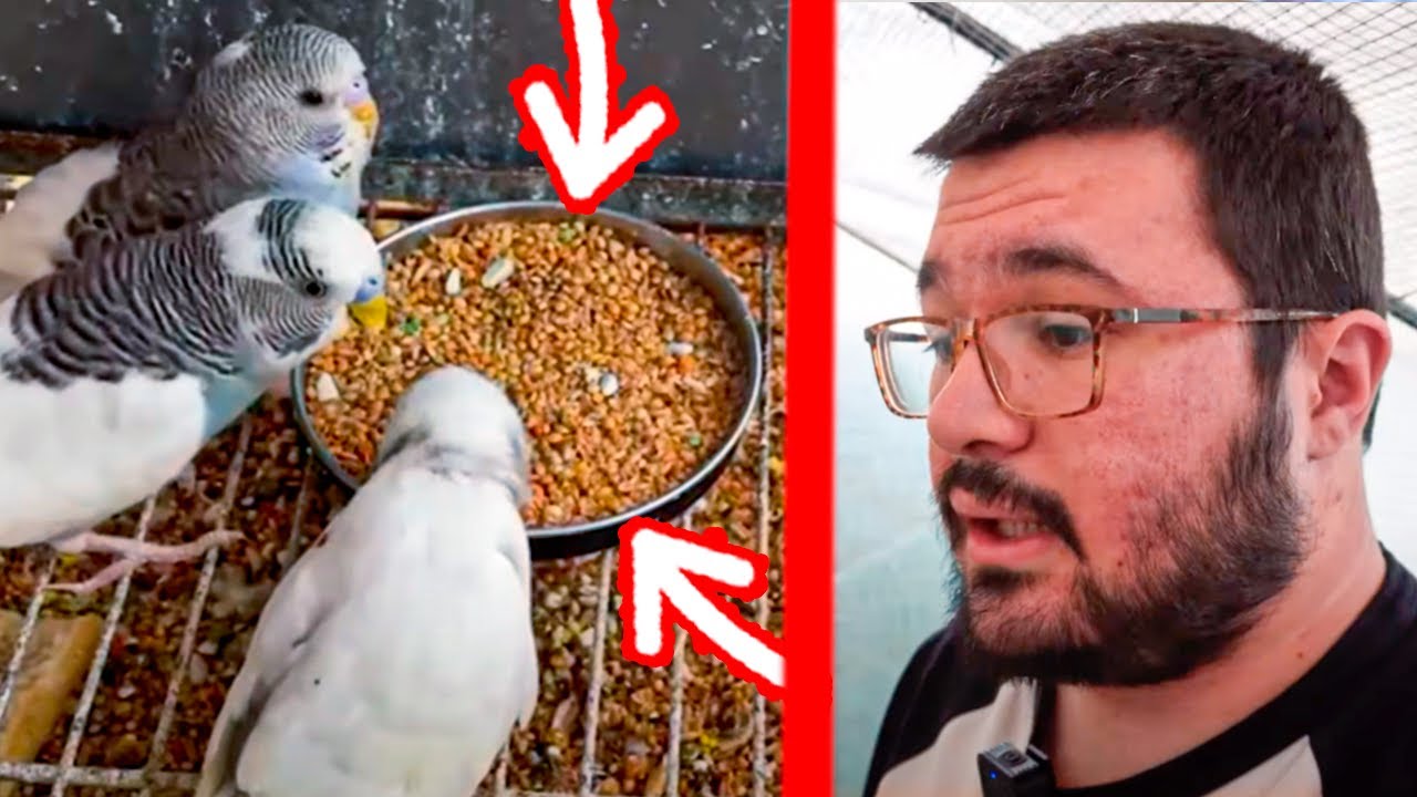 COMO ENSEÑAR A COMER A UN POLLITO DE PERIQUITO - YouTube