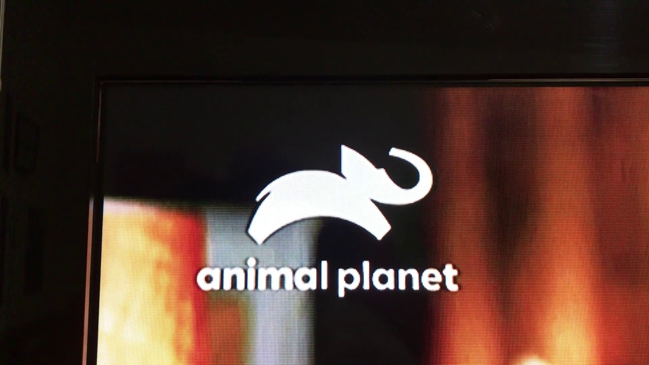 Animal Planet's New Screen Bug (10-28-2018) - YouTube