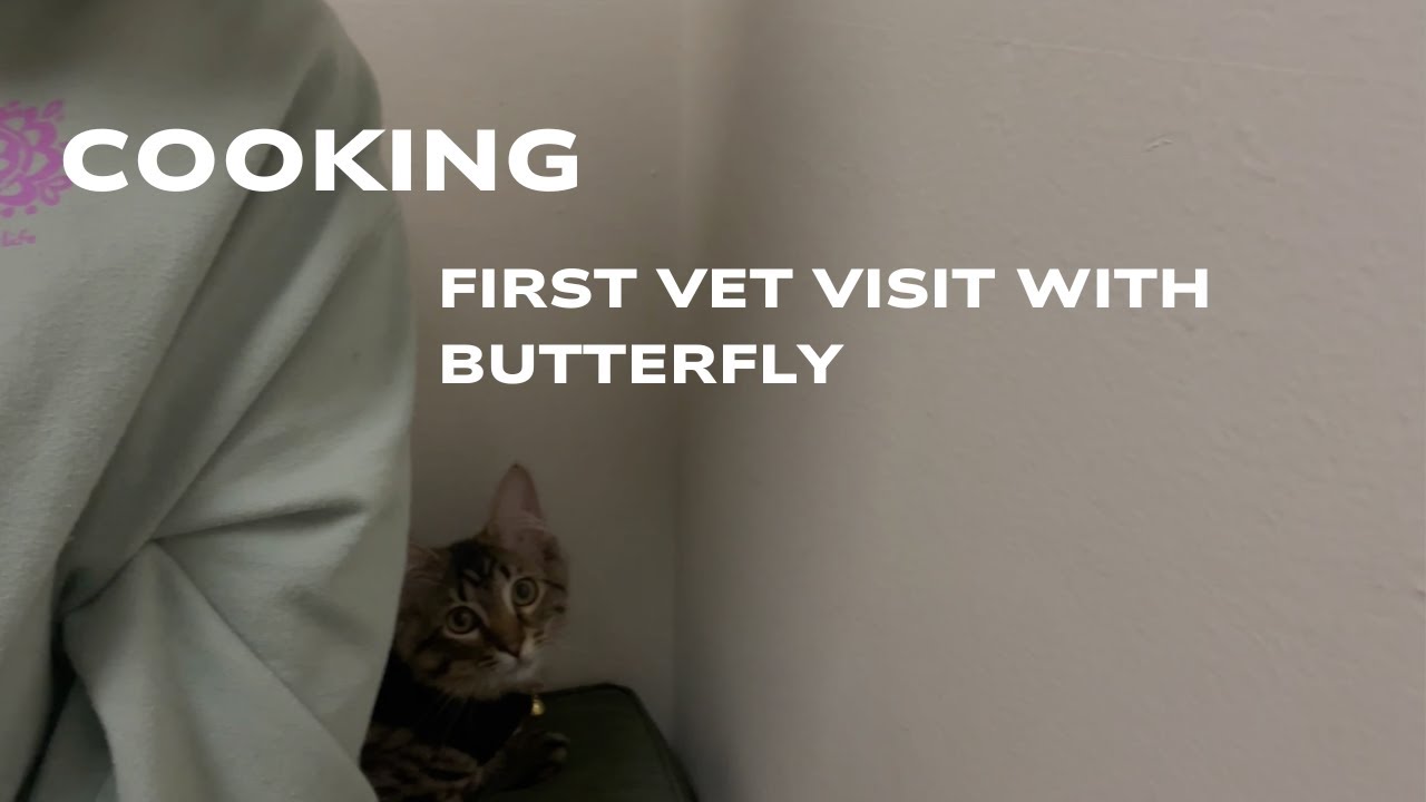 BUTTERFLY FIRST TIME AT THE VET - YouTube