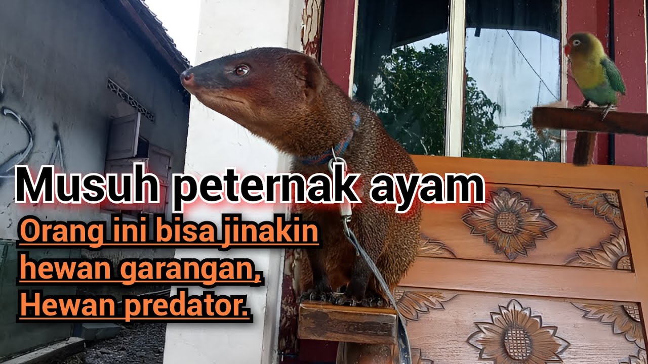 Ditangan orang ini hewan garangan bisa nurut dan manja‼️#garanganjinak ...