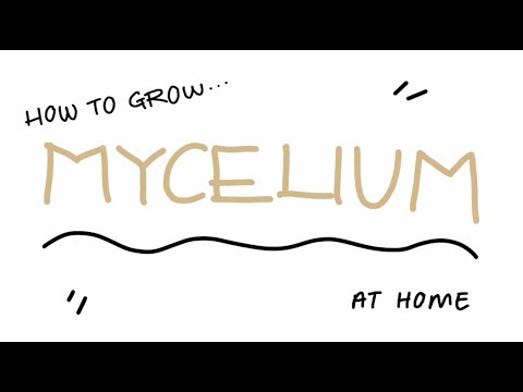 How to make Mycelium at Home - YouTube